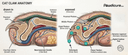 Pet Nail Anatomy: Quick, Claw, Paw Pad & Safe Trim Zone | Pawdicure