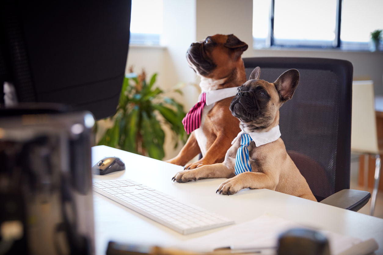 Pawdicure.com Affiliate Program | Earn by Referring Pet Parents