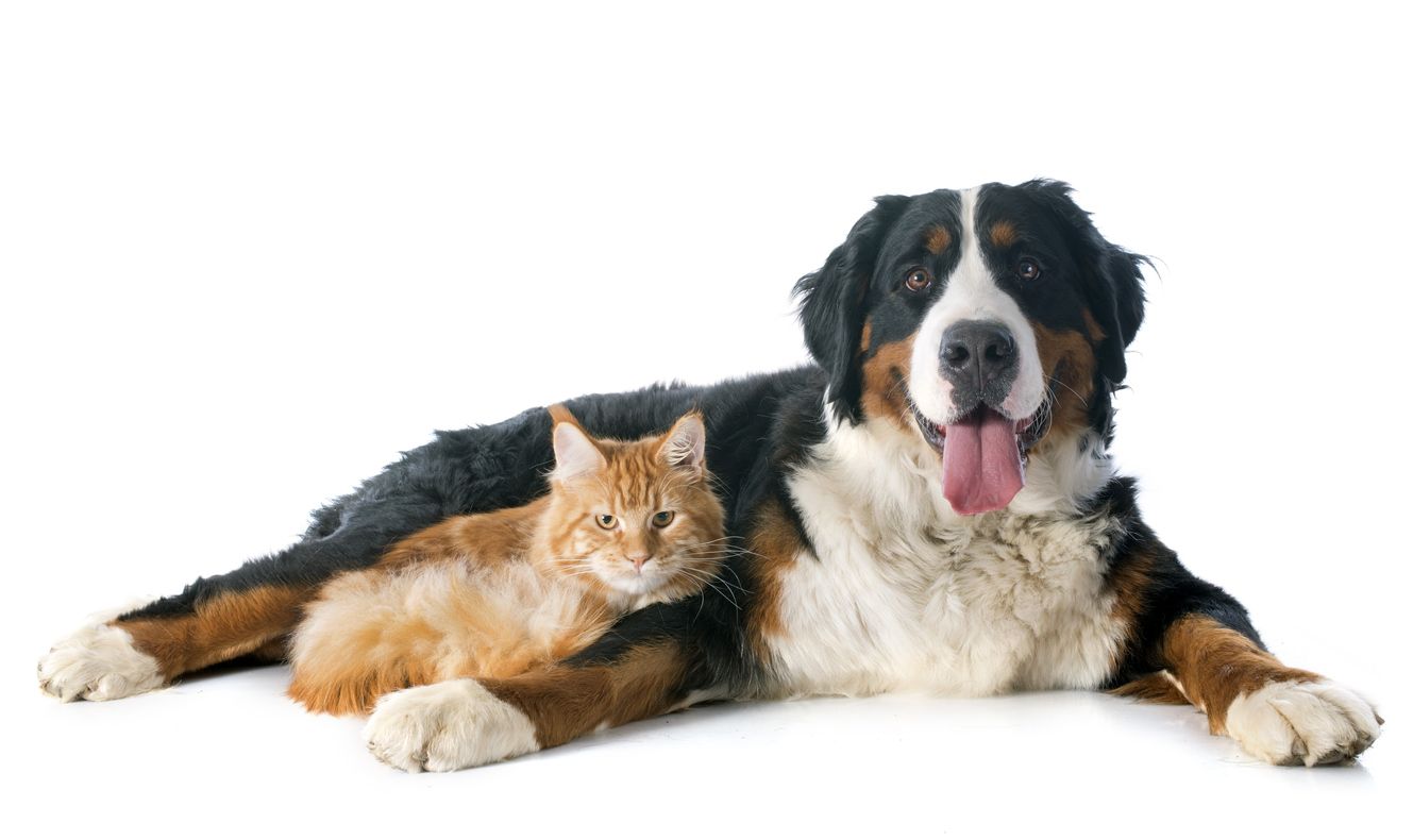 Pet Nail Anatomy: Quick, Claw, Paw Pad & Safe Trim Zone | Pawdicure